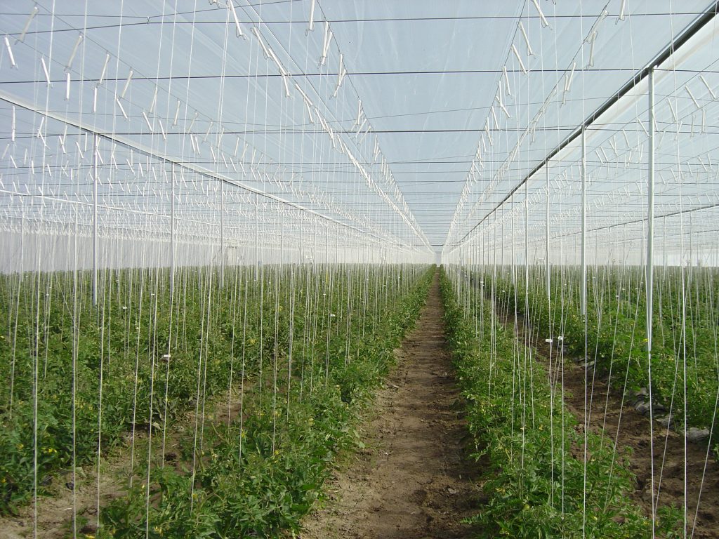 Insect Netting - Poly-hort
